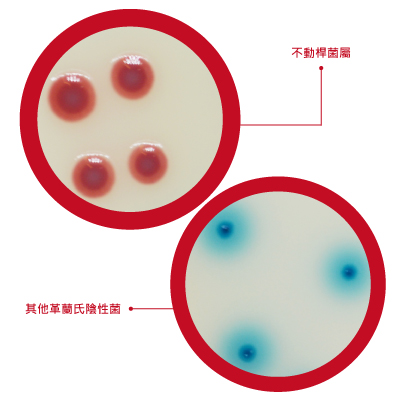 科瑪嘉 CHROMagar Acinetobacter - | CHROMagar | Neogen | Acumedia | JNC Chisso | MGC | iNL ABTEC ...