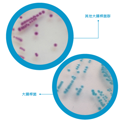 科瑪嘉 CHROMagar ECC - | CHROMagar | Neogen | Acumedia | JNC Chisso | MGC | iNL ABTEC | 台灣現用專業代理