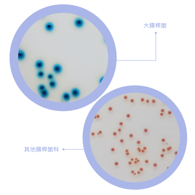 科瑪嘉 CHROMagar Enterobacteria / 腸桿菌科培養基 - | CHROMagar | Neogen | Acumedia | JNC Chisso | MGC ...