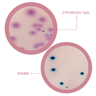 科瑪嘉 CHROMagar Salmonella - | CHROMagar | Neogen | Acumedia | JNC Chisso | MGC | iNL ABTEC | 台灣現用專業代理
