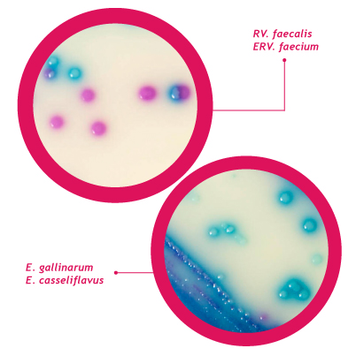 科瑪嘉 CHROMagar VRE - | CHROMagar | Neogen | Acumedia | JNC Chisso | MGC | iNL ABTEC | 台灣現用專業代理